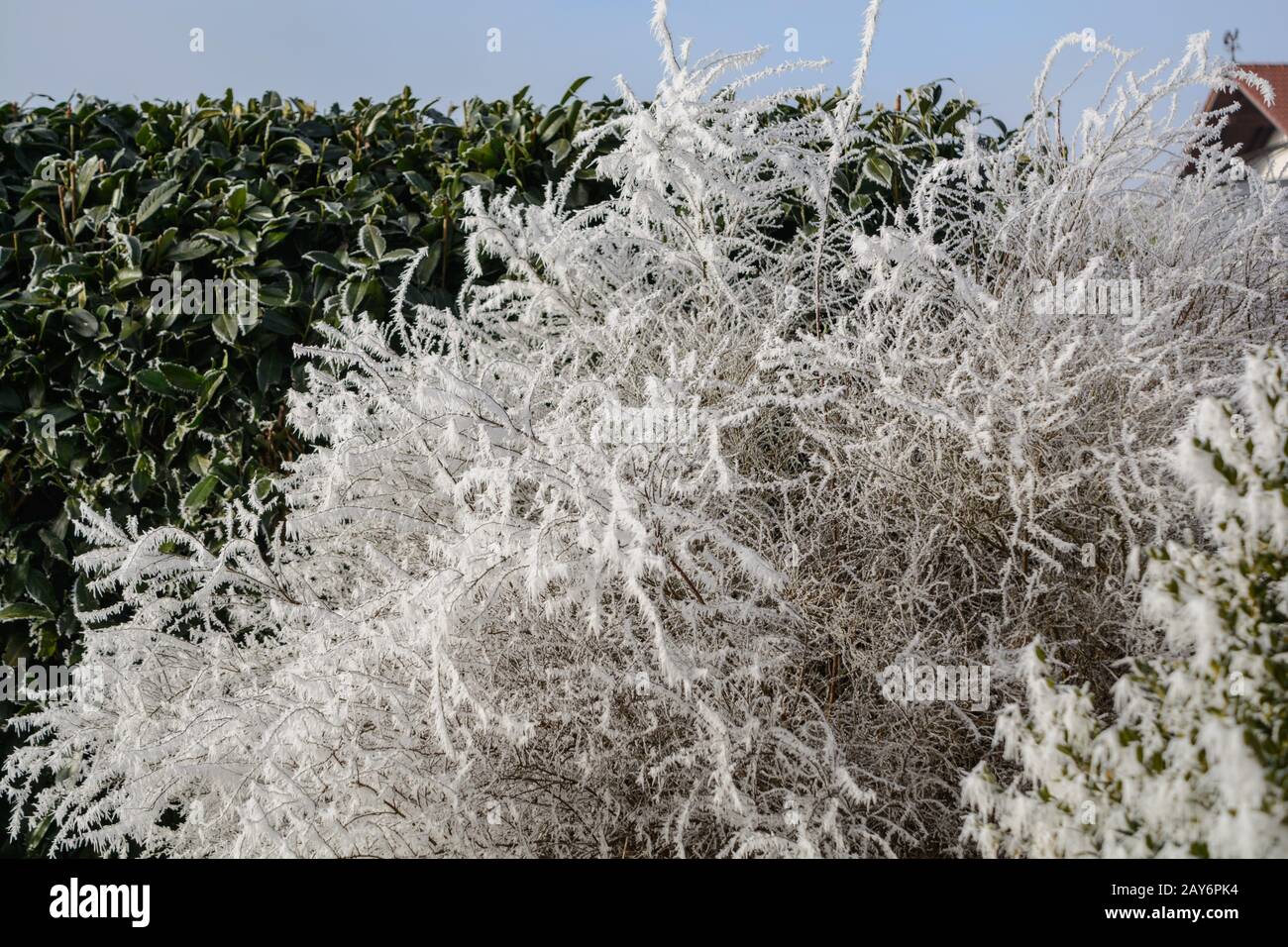 Biting cold shows up in the hoarfrost on sparrow bush and cherry laurel ...