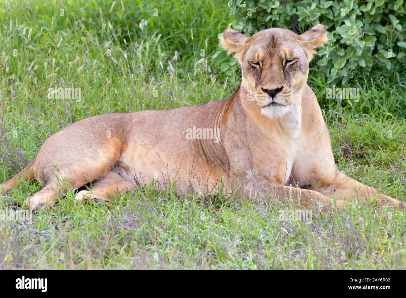 Lioness resting her eyes close Stock Photo - Alamy