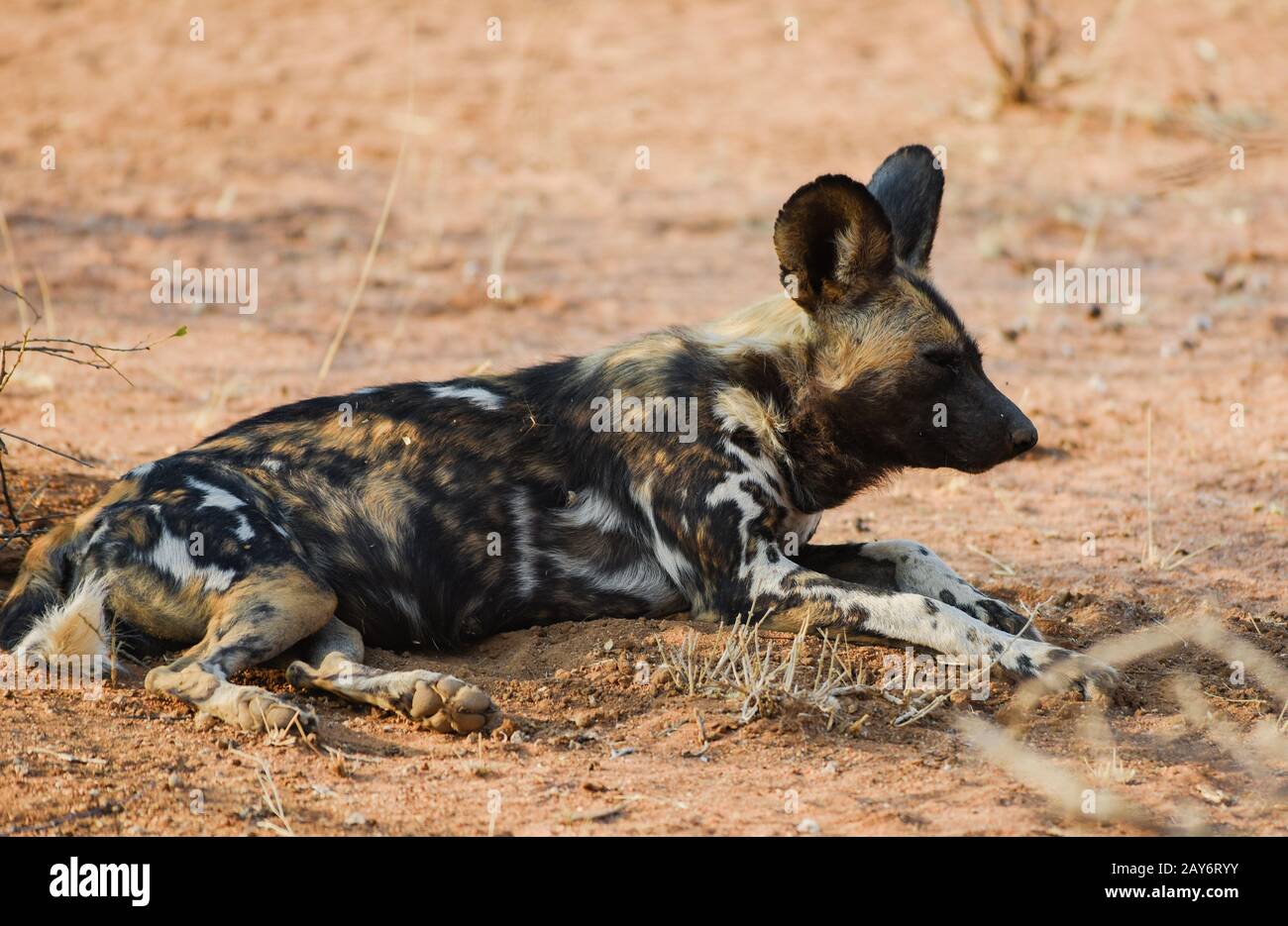 African wild dog in Etosha national park in Namibia South Africa Stock ...