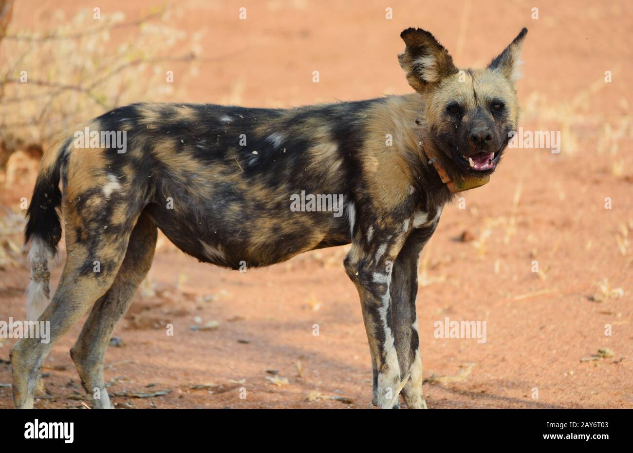 African wild dog in Etosha national park in Namibia South Africa Stock ...