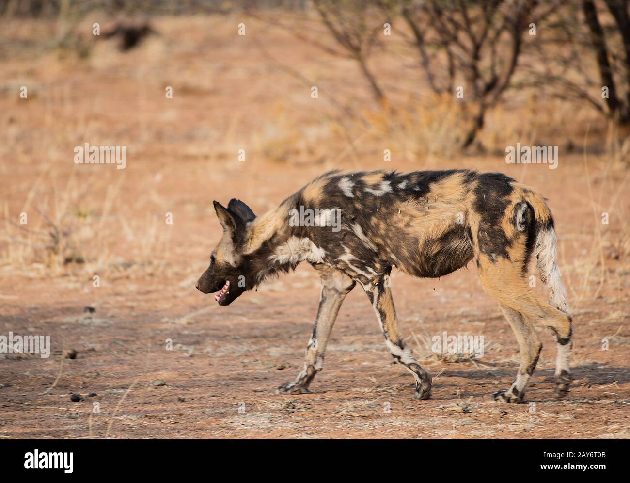 African wild dog in Etosha national park in Namibia South Africa Stock ...