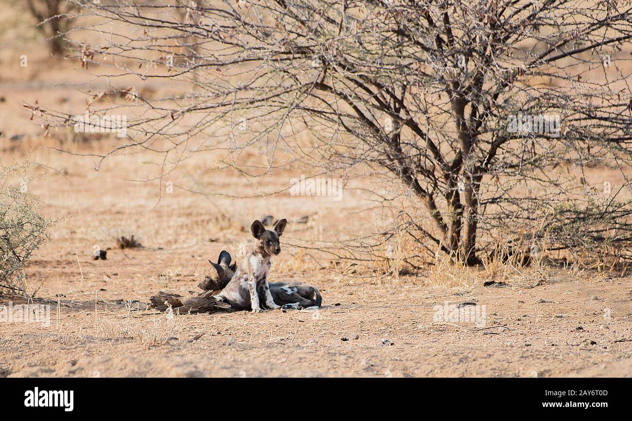 African wild dog in Etosha national park in Namibia South Africa Stock ...