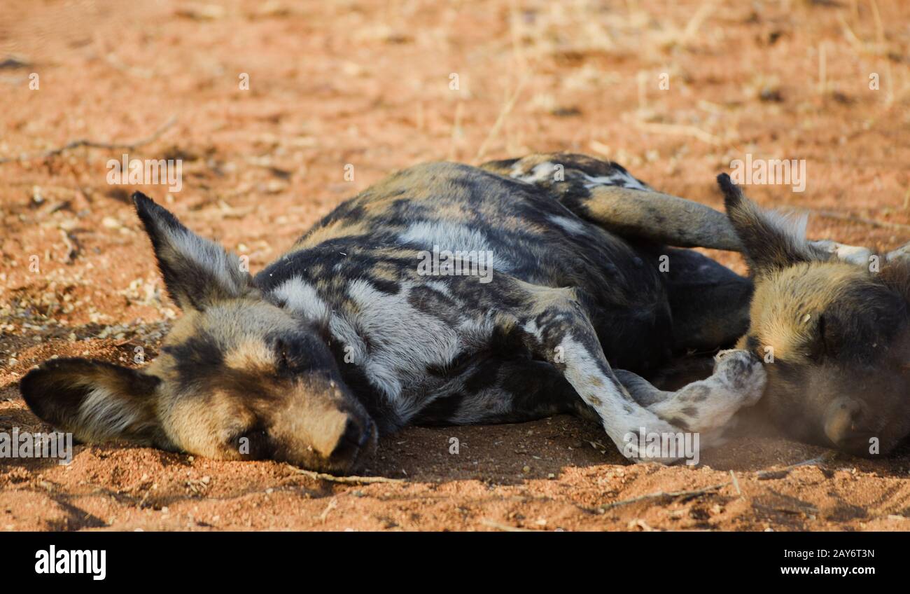 African wild dog in Etosha national park in Namibia South Africa Stock ...