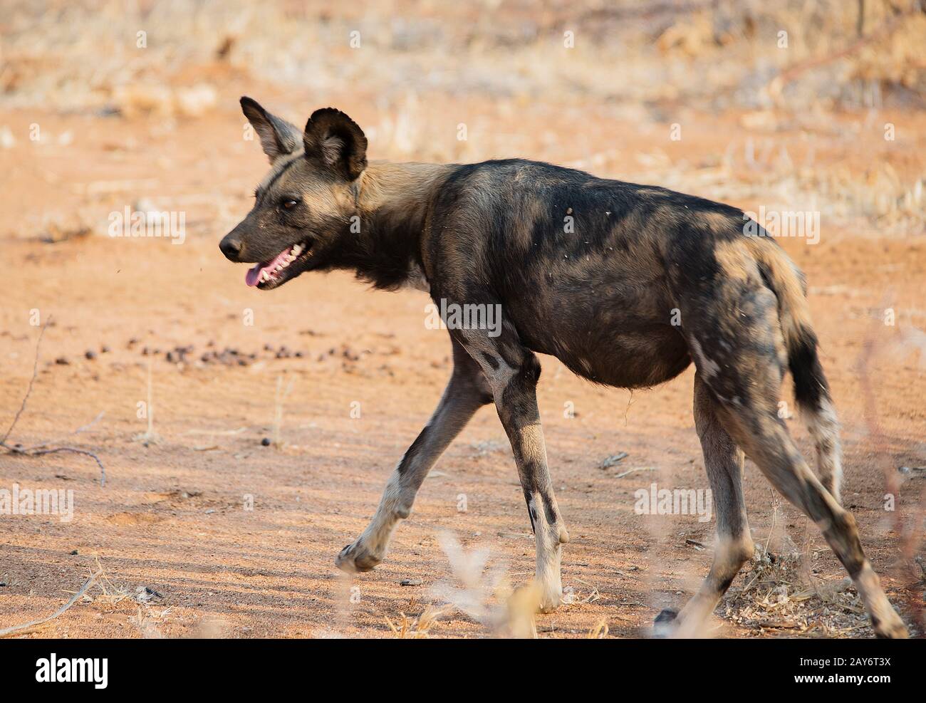 African wild dog in Etosha national park in Namibia South Africa Stock ...