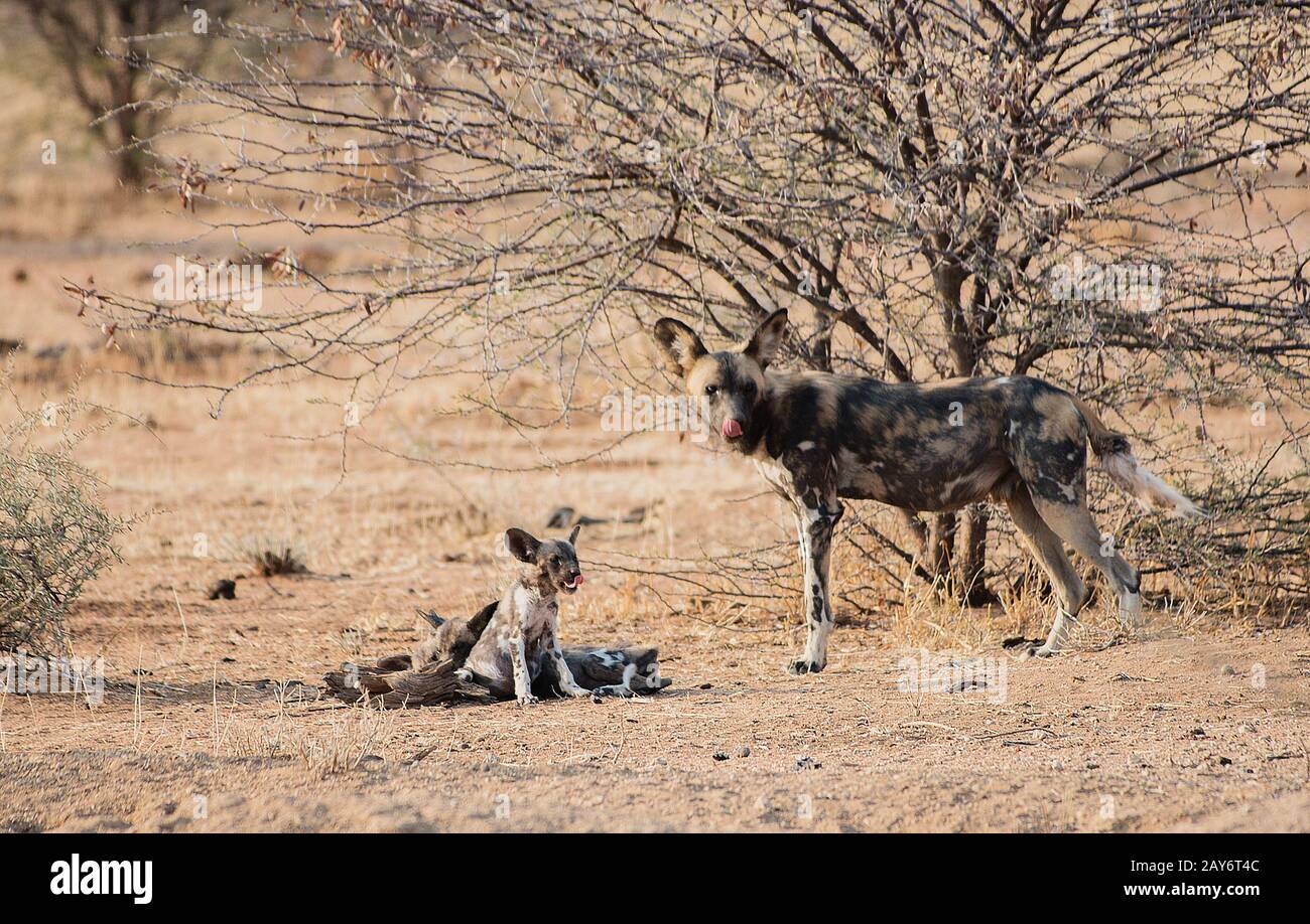 African wild dog in Etosha national park in Namibia South Africa Stock ...