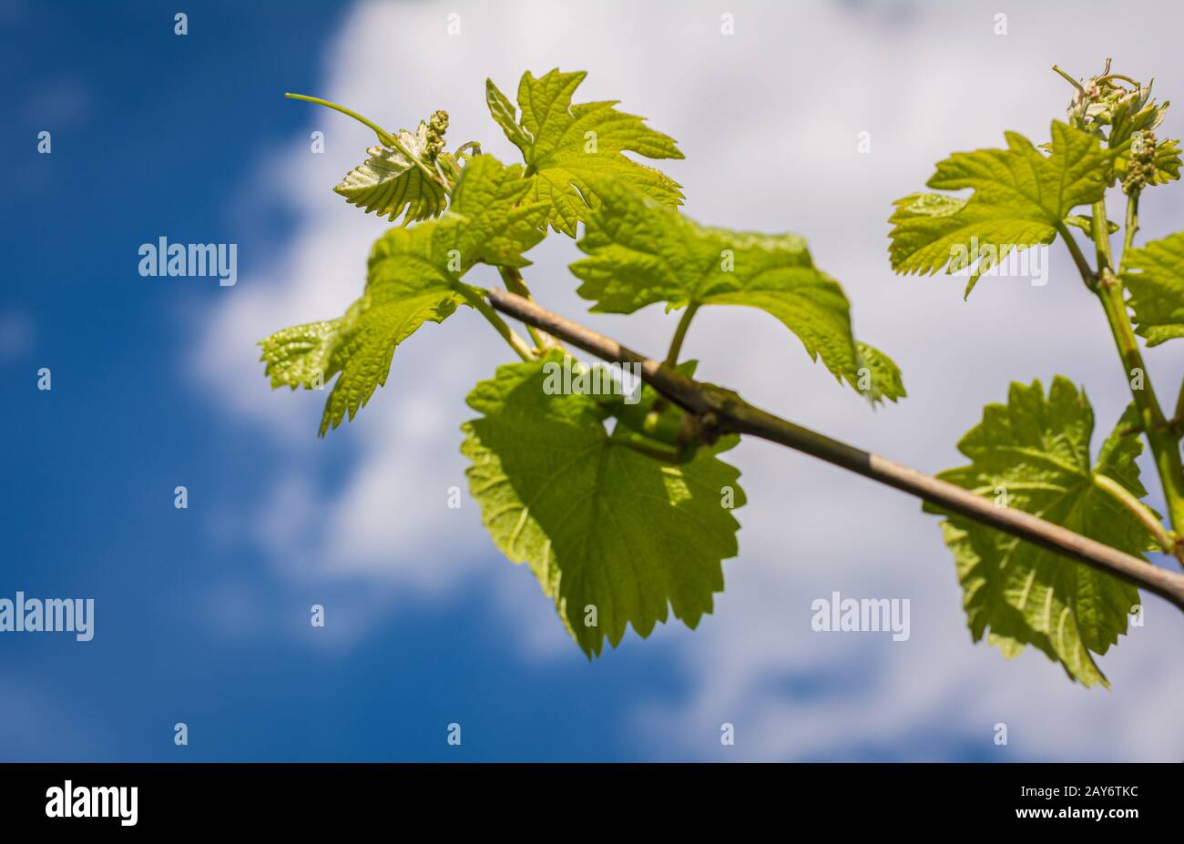 Vineyard in spring: vine shoots growing in springtime. Artistic blurred ...