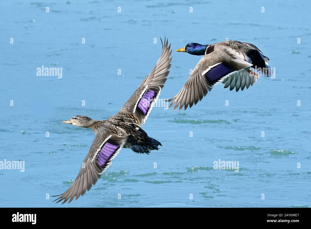 Mallards in flight Stock Photo - Alamy