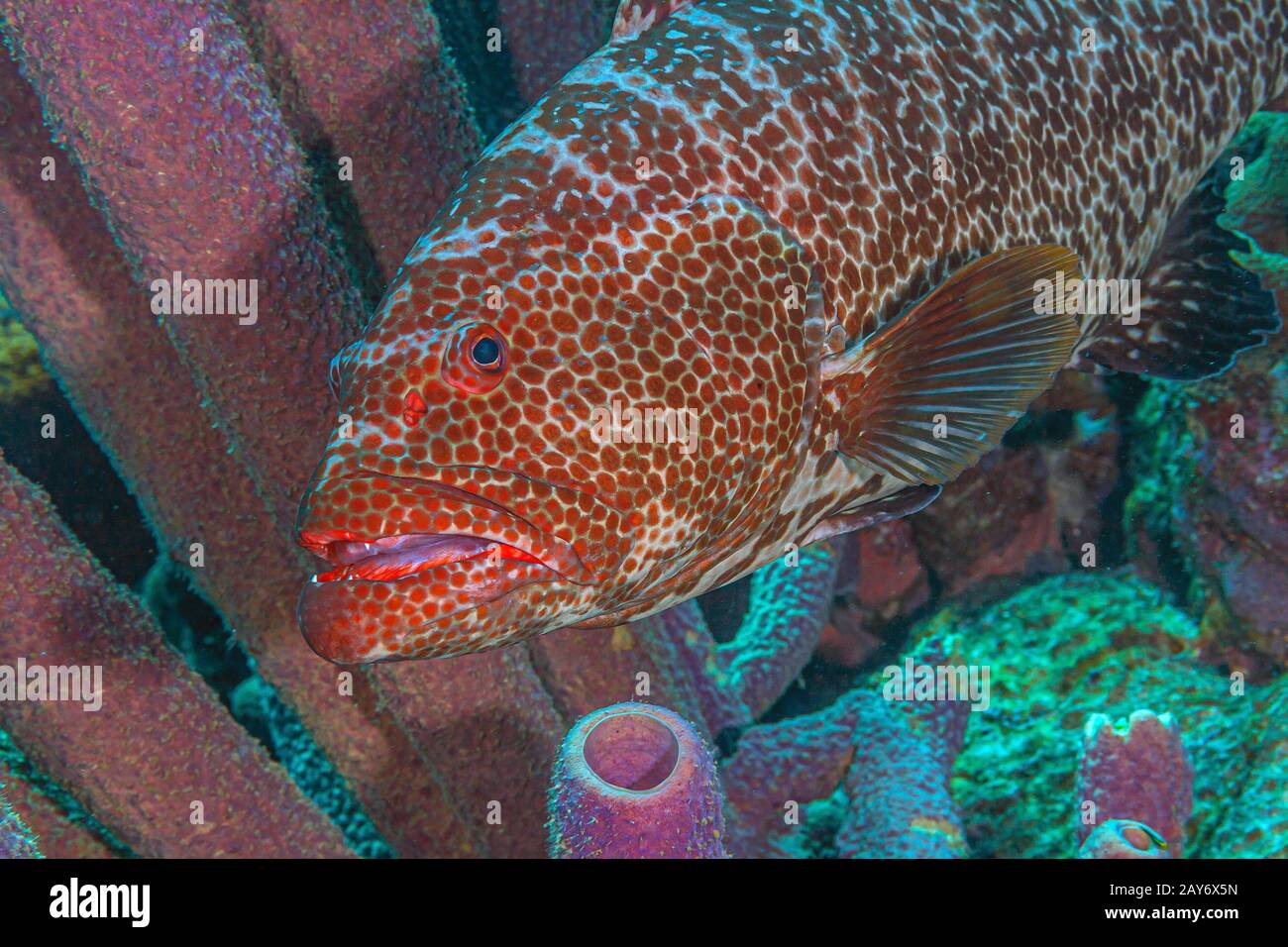 tiger grouper,Mycteroperca tigris is a species of fish in the family ...