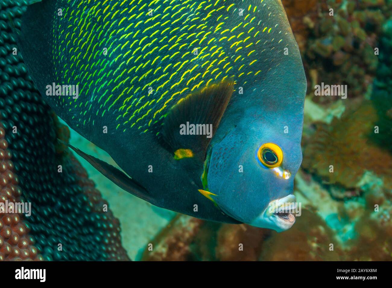 French angelfish,Pomacanthus paru is a large angelfish of the family ...
