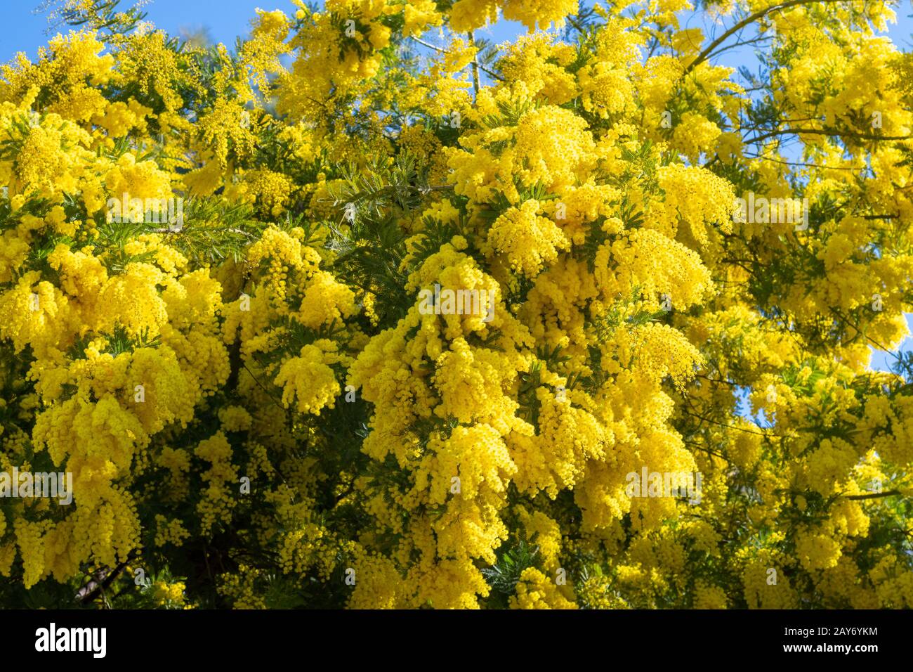 Acacia pycnantha (golden wattle) in full flower Stock Photo - Alamy