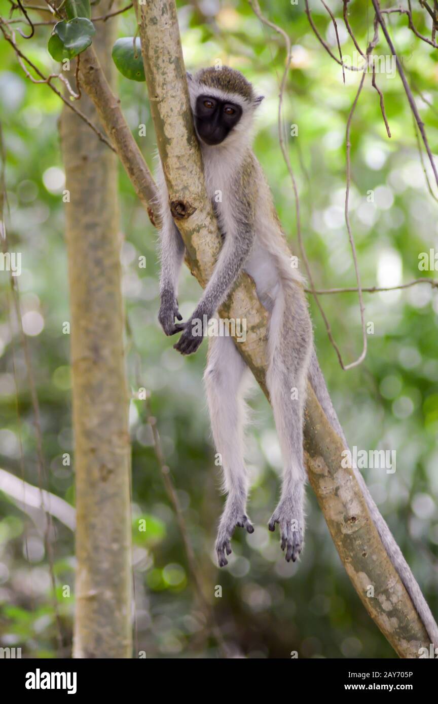 Vervet monkey hi-res stock photography and images - Alamy