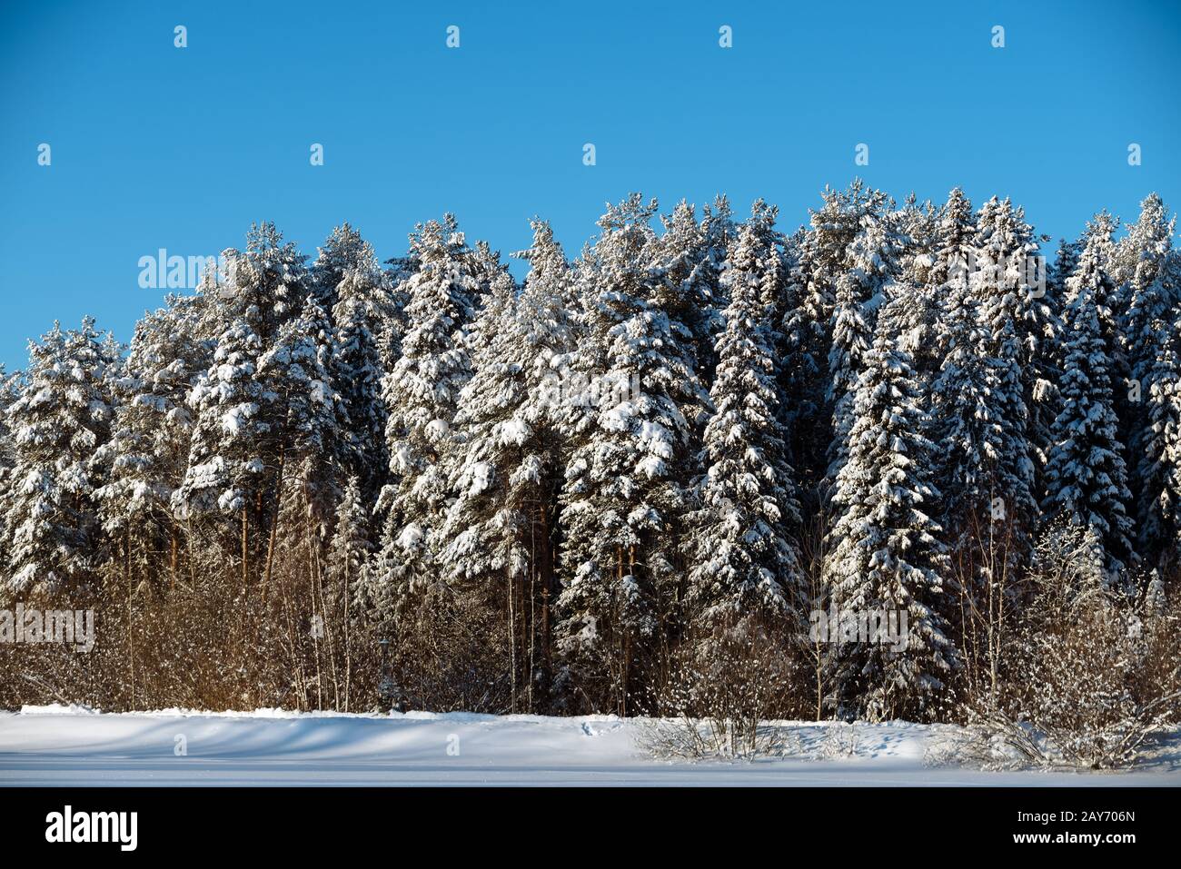Russian forest landscape hi-res stock photography and images - Alamy