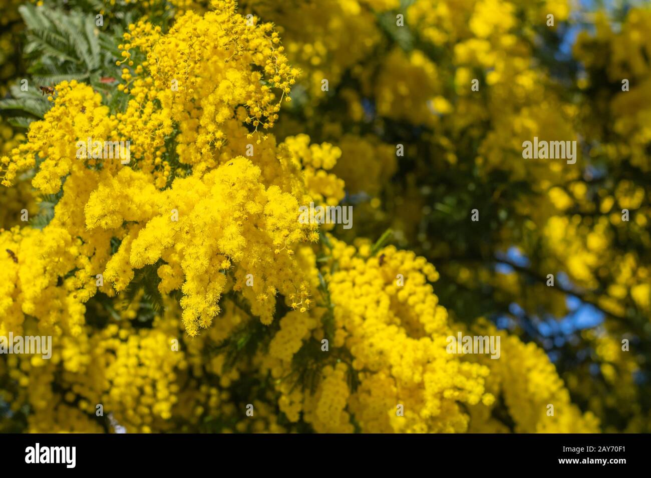Wattle Tree High Resolution Stock Photography and Images - Alamy