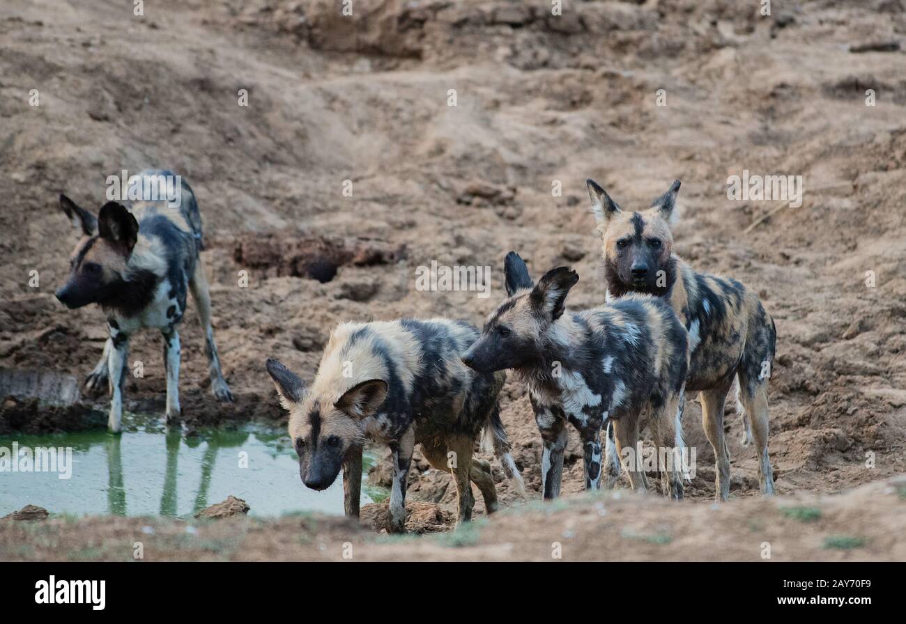 African wild dog in Etosha national park in Namibia South Africa Stock ...