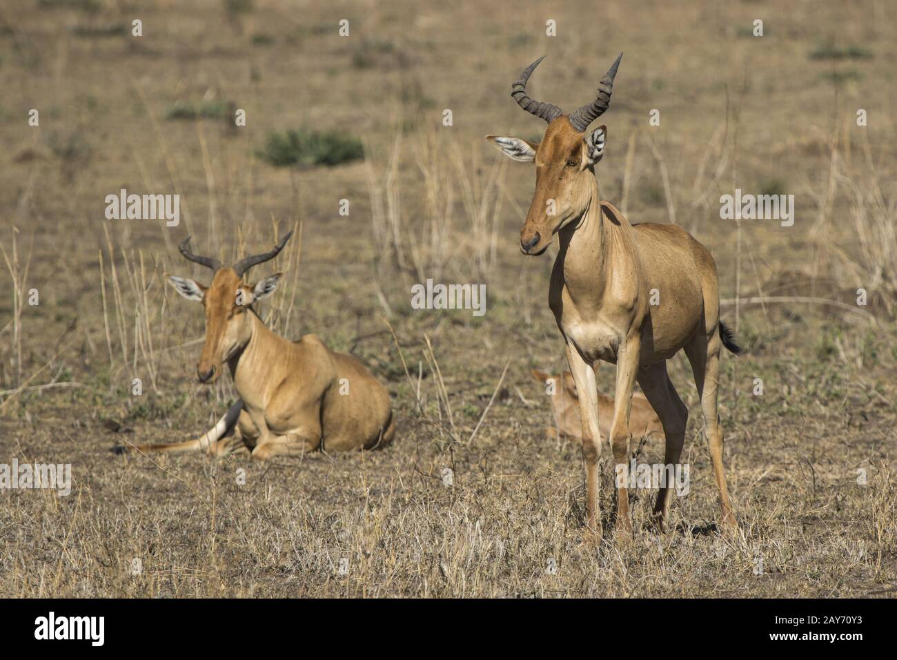 Kongoni hi-res stock photography and images - Alamy
