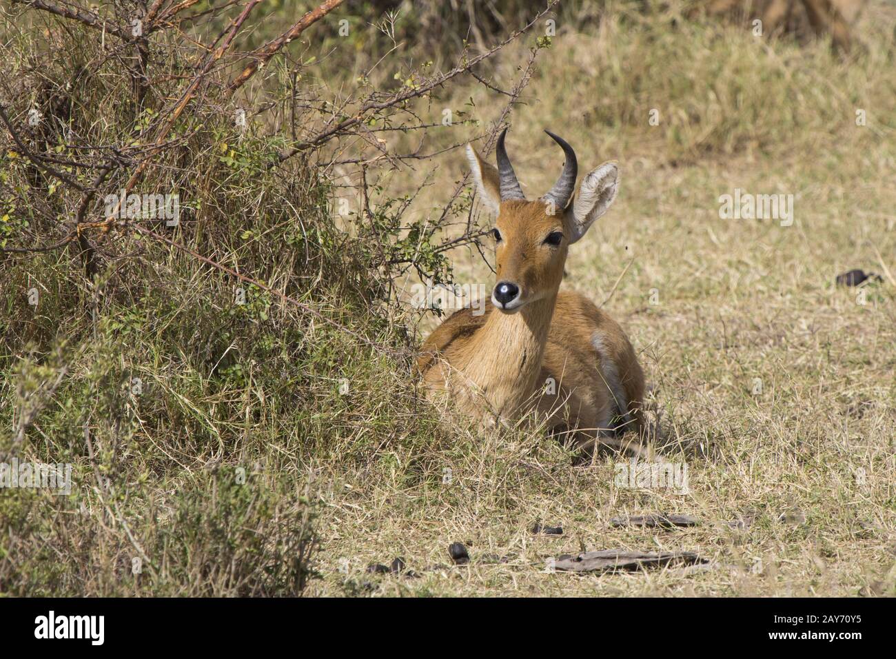 COMMON REEDBUCK male lying under a bush in the savannah sunny day Stock ...