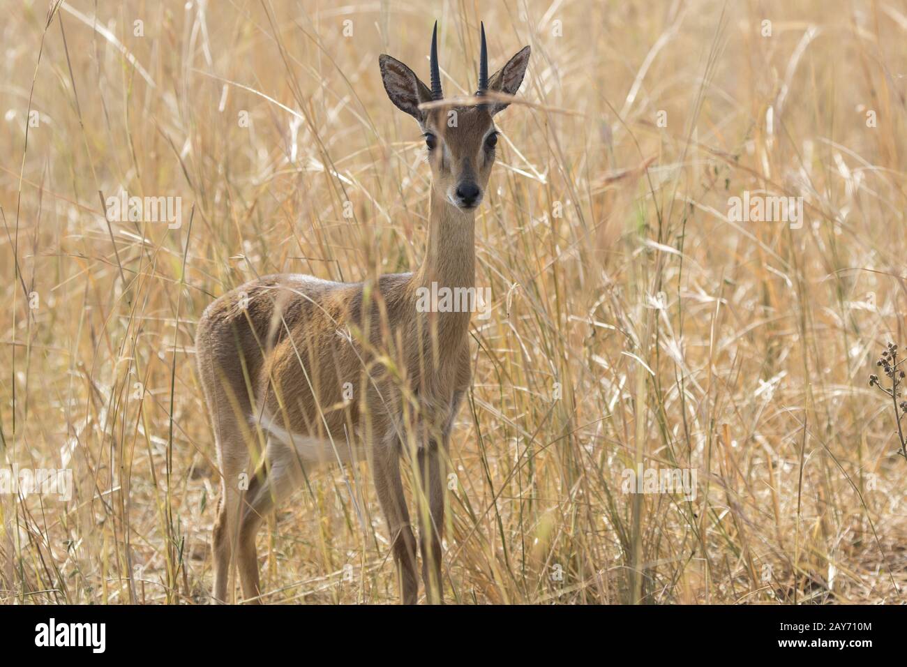 Male oribi hi-res stock photography and images - Alamy