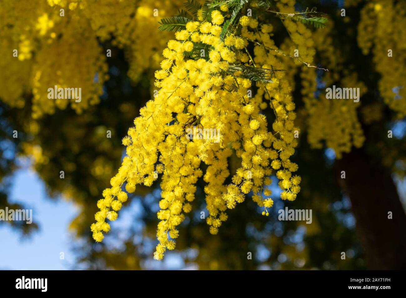 Acacia pycnantha (golden wattle) in full flower detail Stock Photo - Alamy