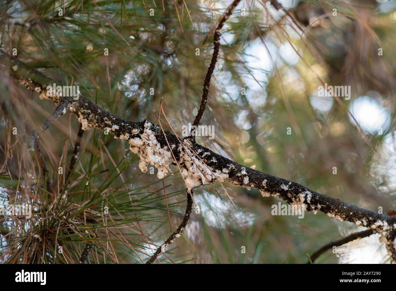 Giant pine scale (Marchalina hellenica) on pine tree branch Stock Photo ...
