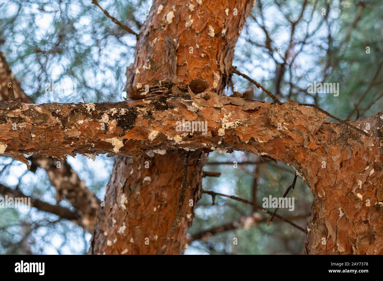 Giant pine scale (Marchalina hellenica) on pine tree branch Stock Photo ...