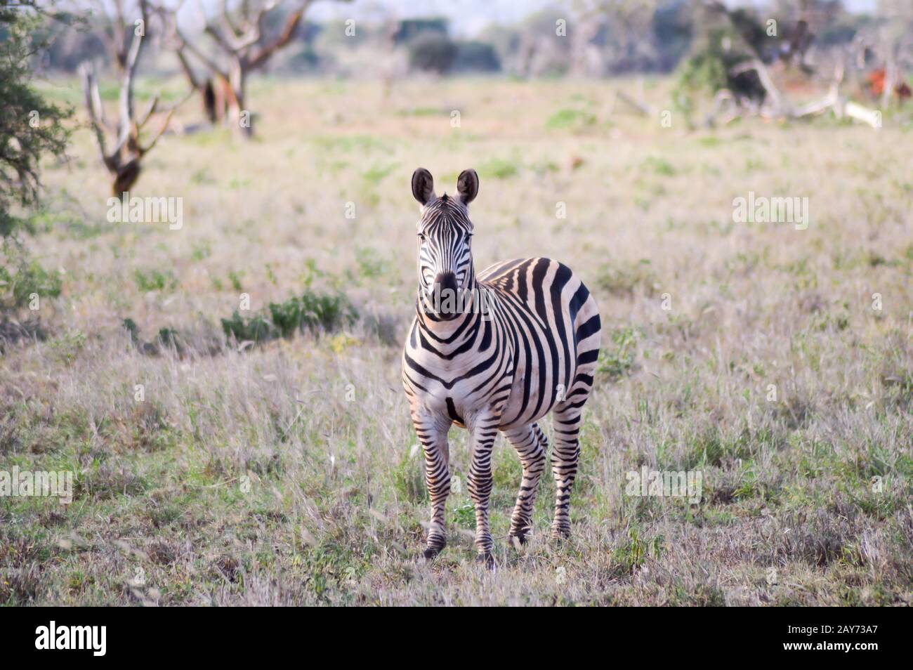 Zebra with an interrogative look Stock Photo - Alamy