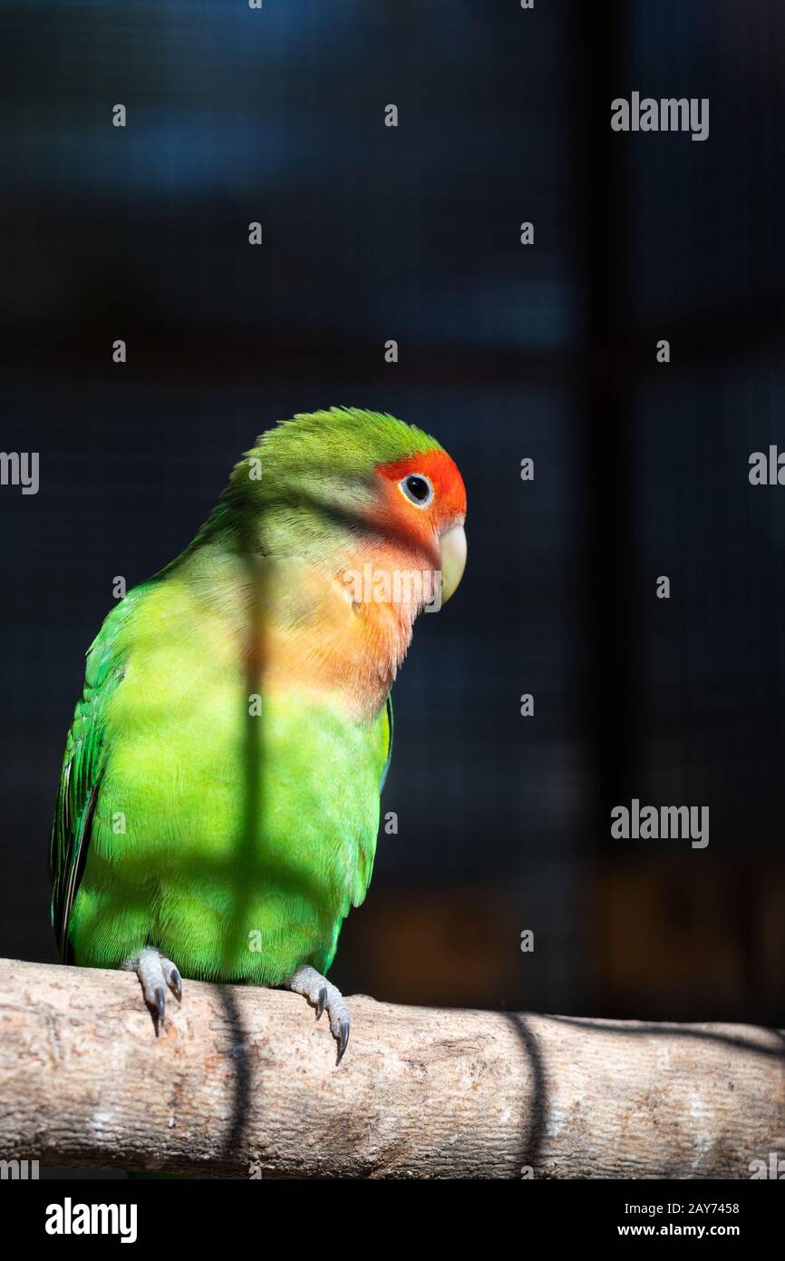 Lilian Lovebird (Agapornis) parrot on tree branch, portrait Stock Photo ...