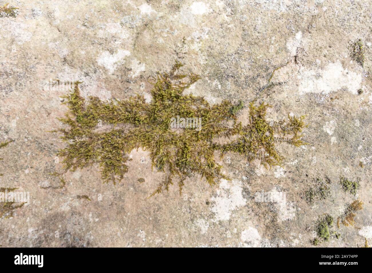 Sandstone rocks with moss as background Stock Photo - Alamy