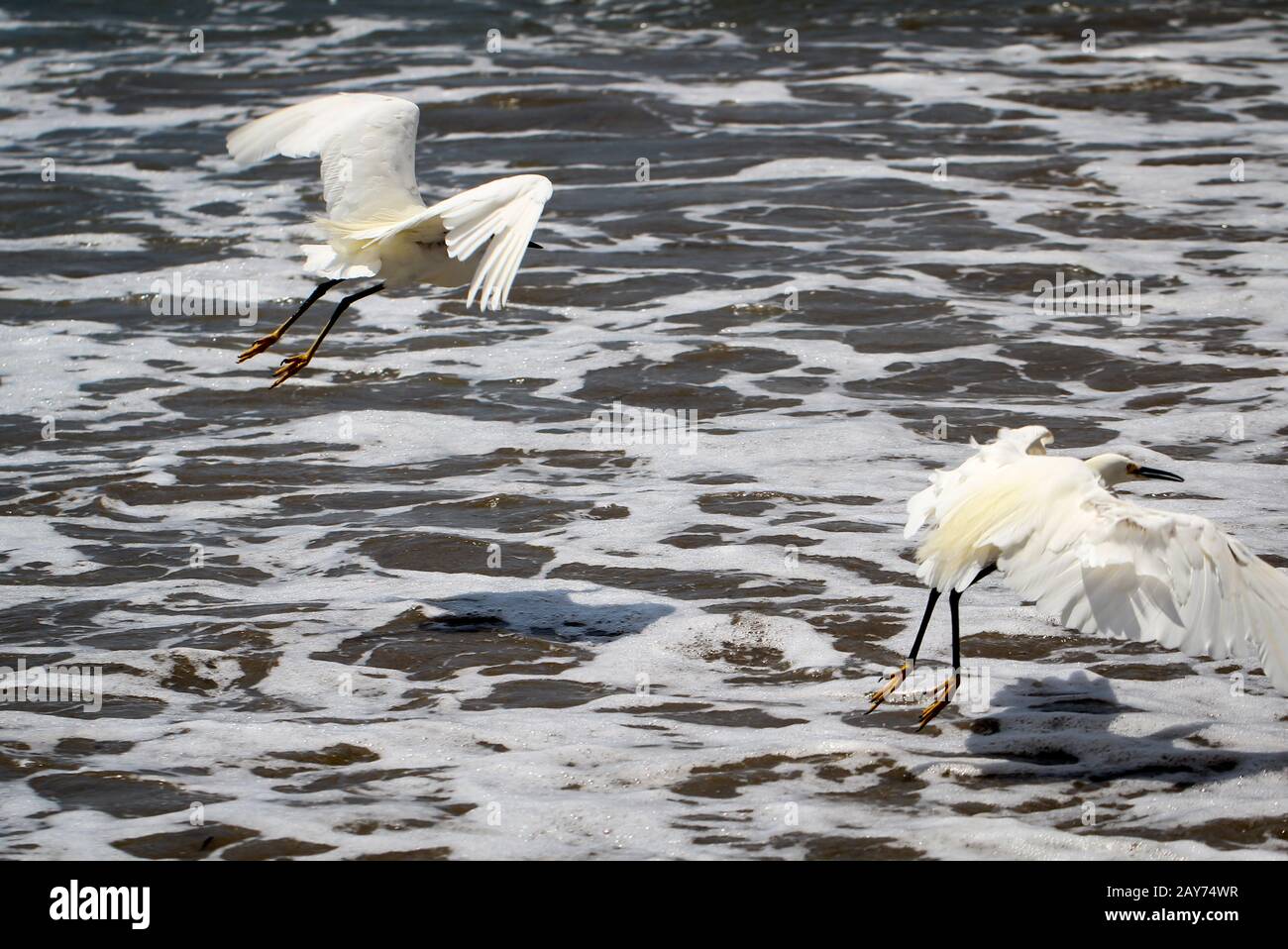 Canaries on the beach, stones, nature, USA, California Stock Photo - Alamy
