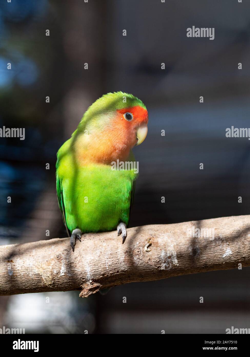 Lilian Lovebird (Agapornis) parrot on tree branch, portrait Stock Photo ...