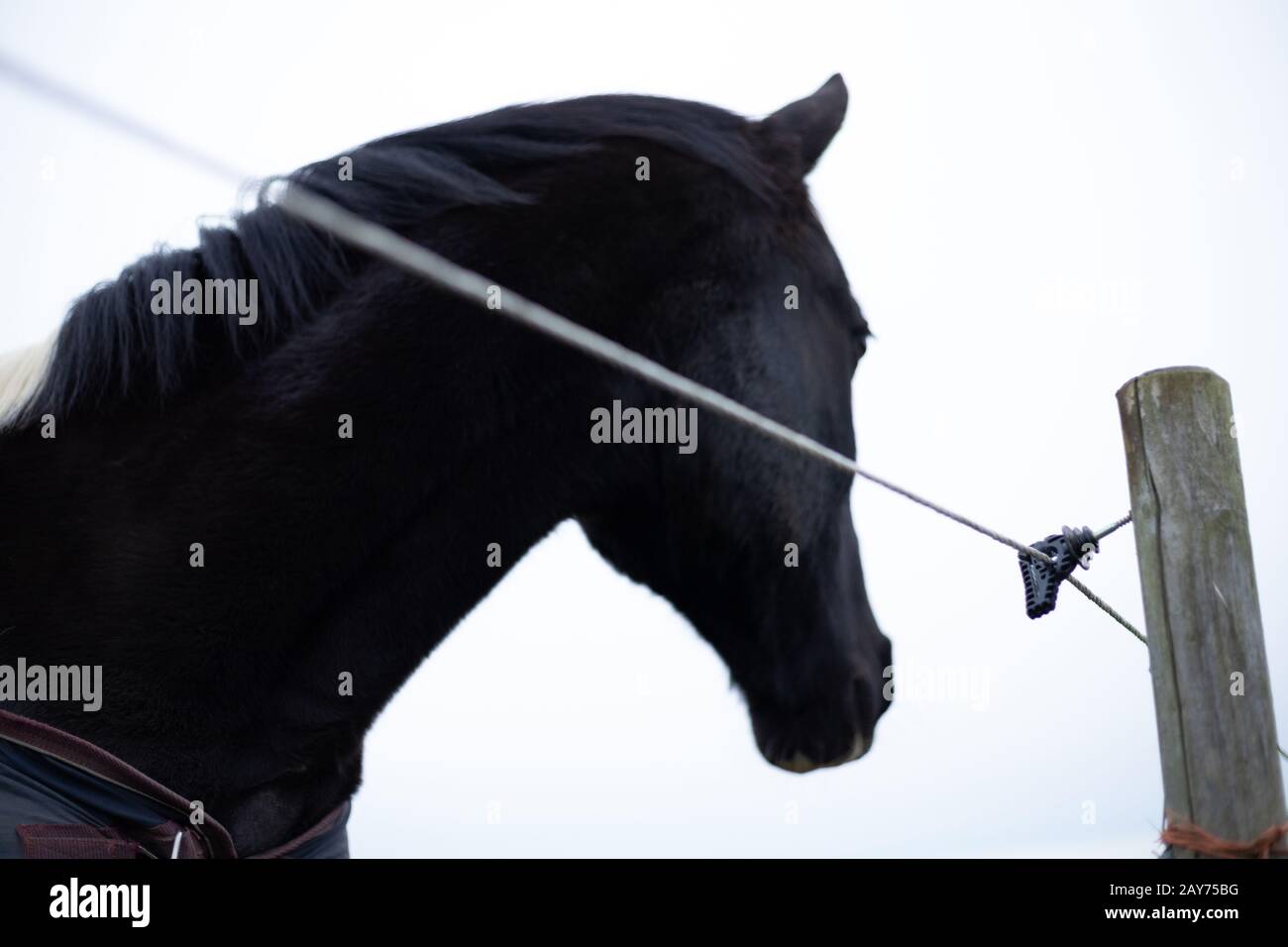 Black Horse and Safety Wire taken on Mill Lane, Potton, Bedfordshire ...