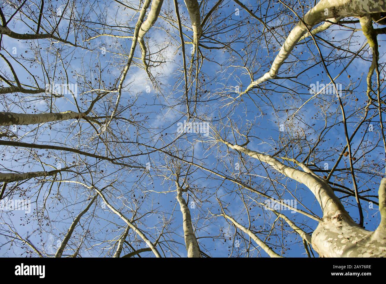 Sycamore tree winter hi-res stock photography and images - Alamy