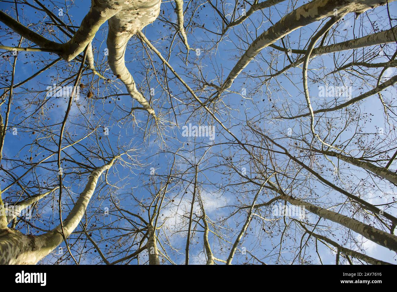 Sycamore tree in winter Stock Photo - Alamy