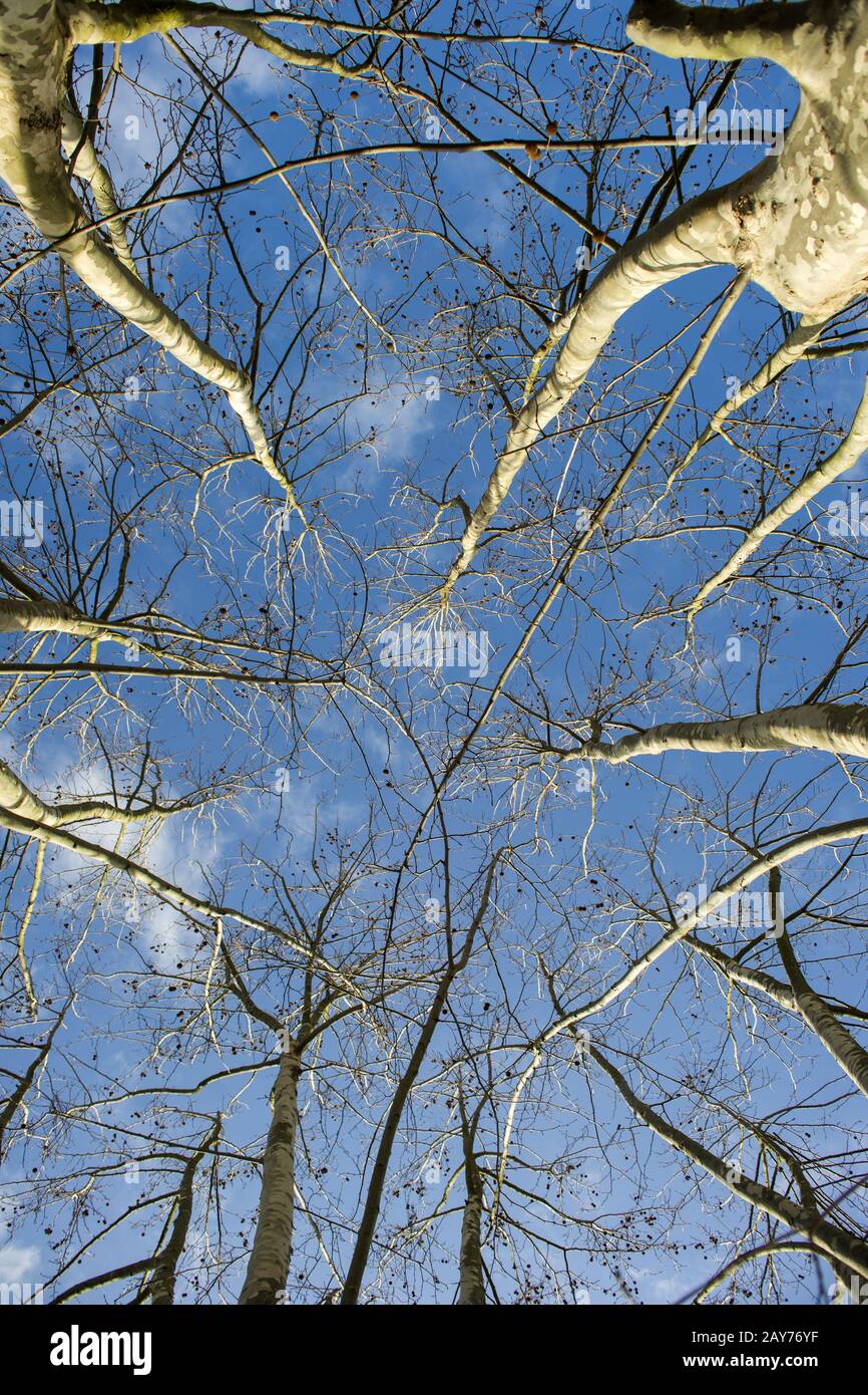Sycamore tree in winter Stock Photo - Alamy