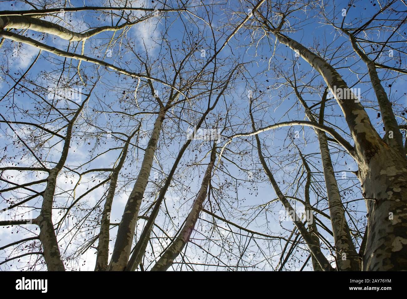 Sycamore tree winter hi-res stock photography and images - Alamy