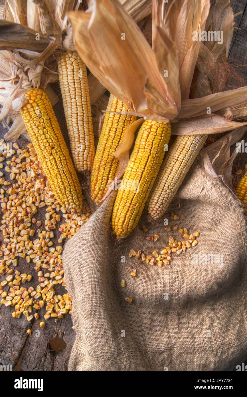 Dried corn cob Stock Photo - Alamy