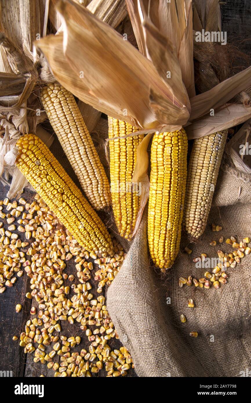 Dried corn cob Stock Photo - Alamy