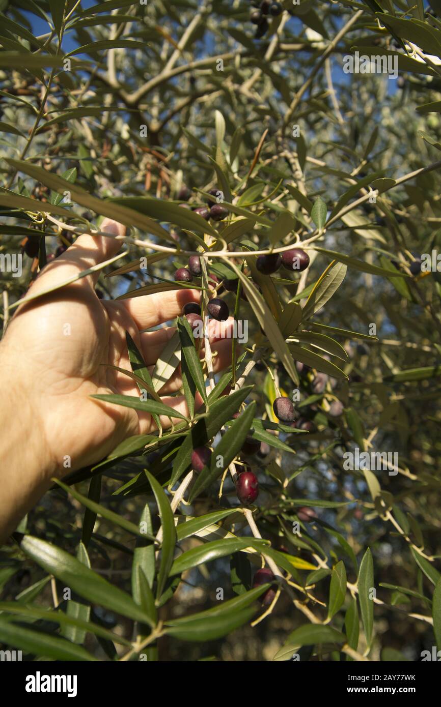 Olive harvest season hi-res stock photography and images - Alamy
