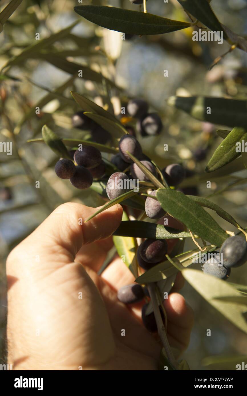 Olive harvest season hi-res stock photography and images - Alamy
