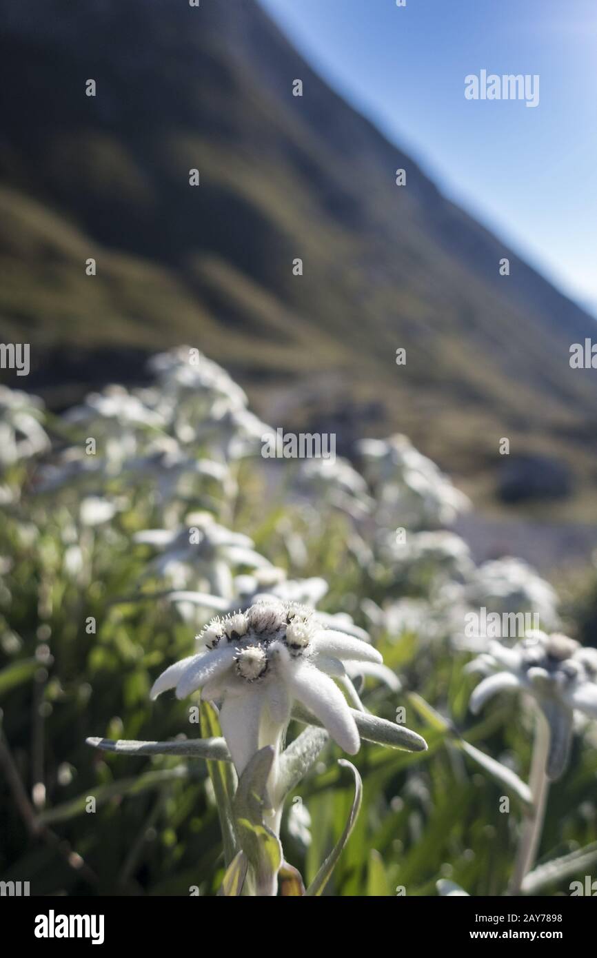 Edelweiss in the Alps Stock Photo - Alamy