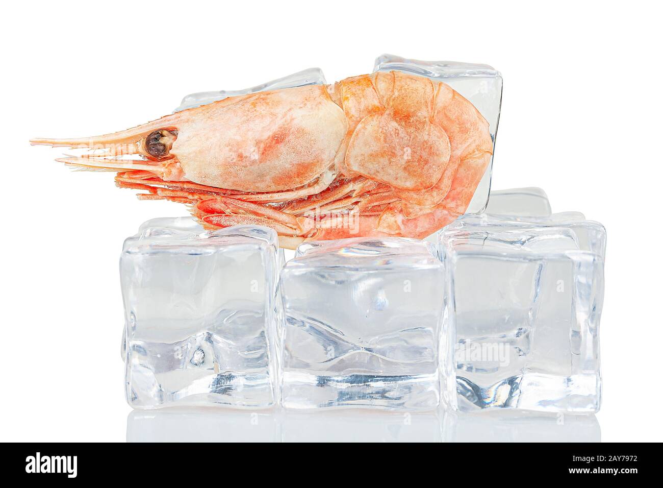 Shrimp on ice cubes background, isolated on white Stock Photo - Alamy
