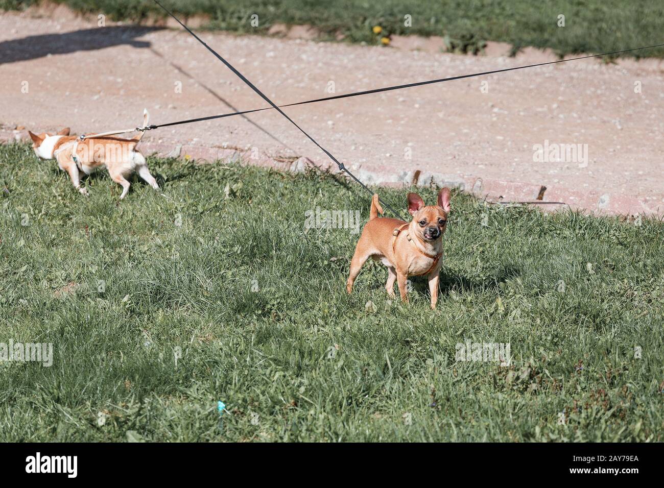 Chihuahua puppy white ball outside hi-res stock photography and images ...