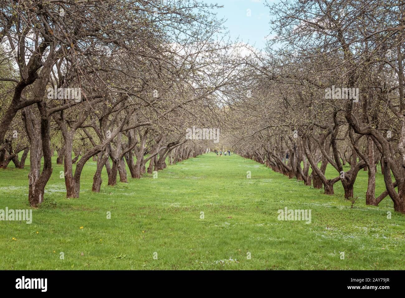 View of oak alley plantation hi-res stock photography and images - Alamy