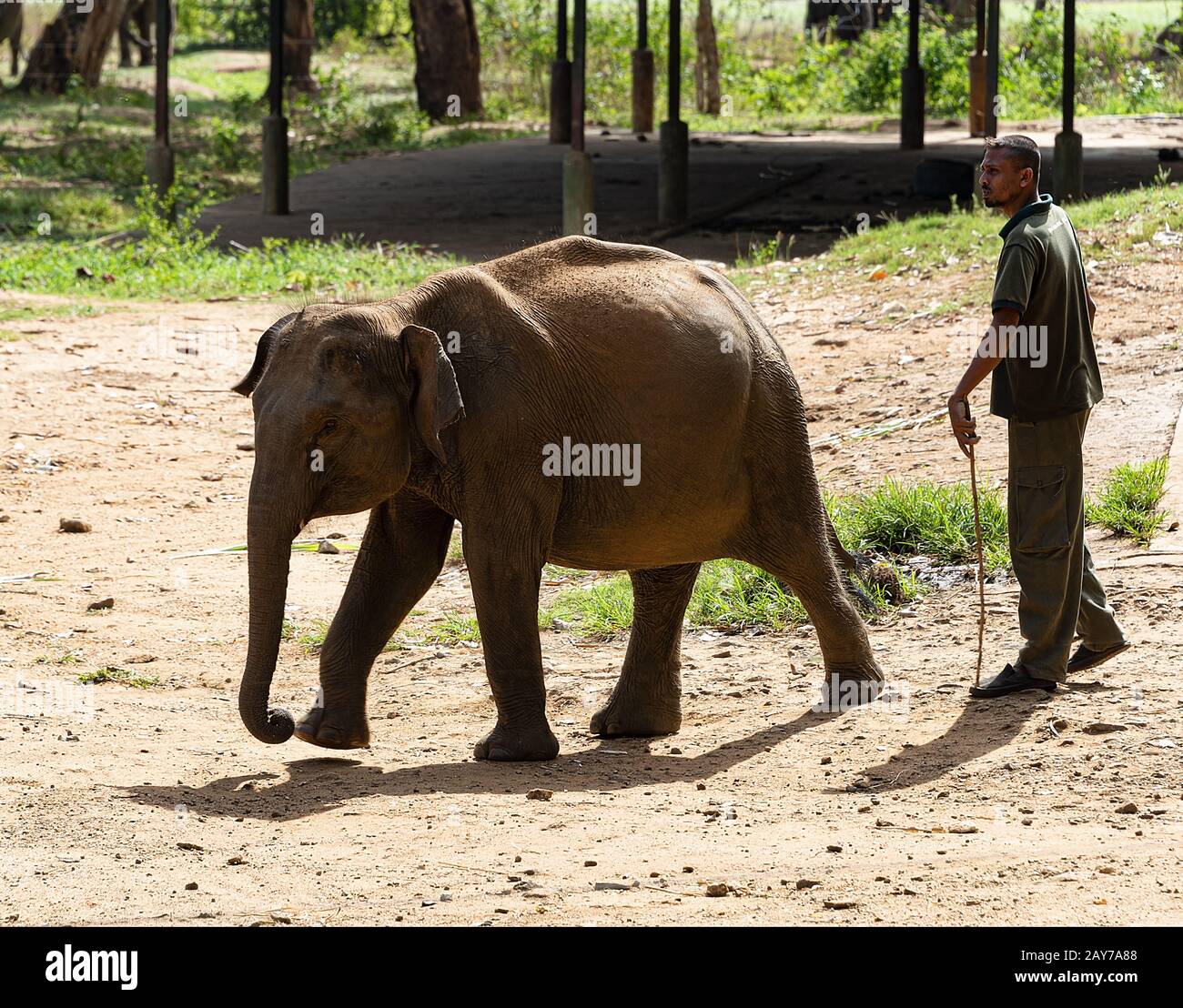 Sri Lanka, - Sept 2015: Young elephant being followed by a park Ranger ...