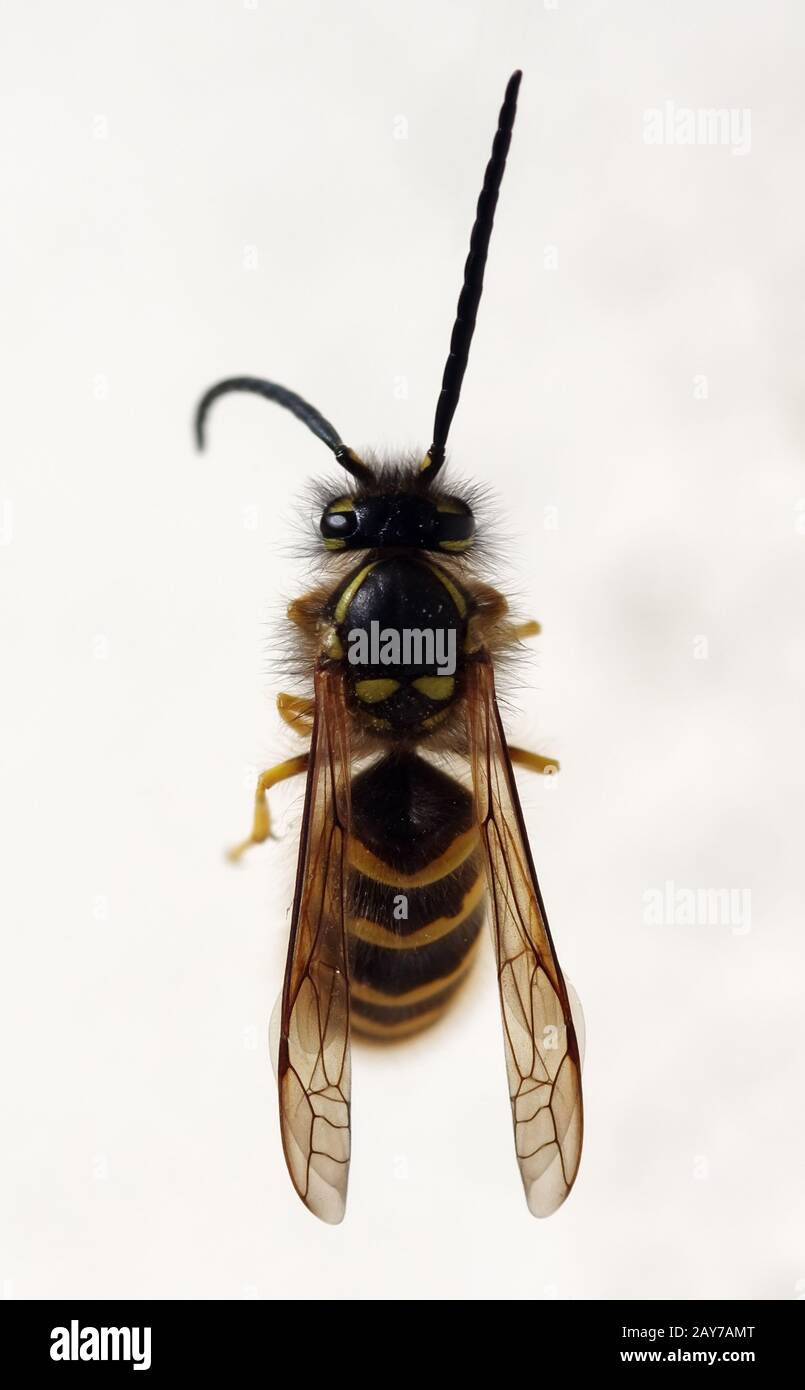Wasp at spider silk Stock Photo - Alamy