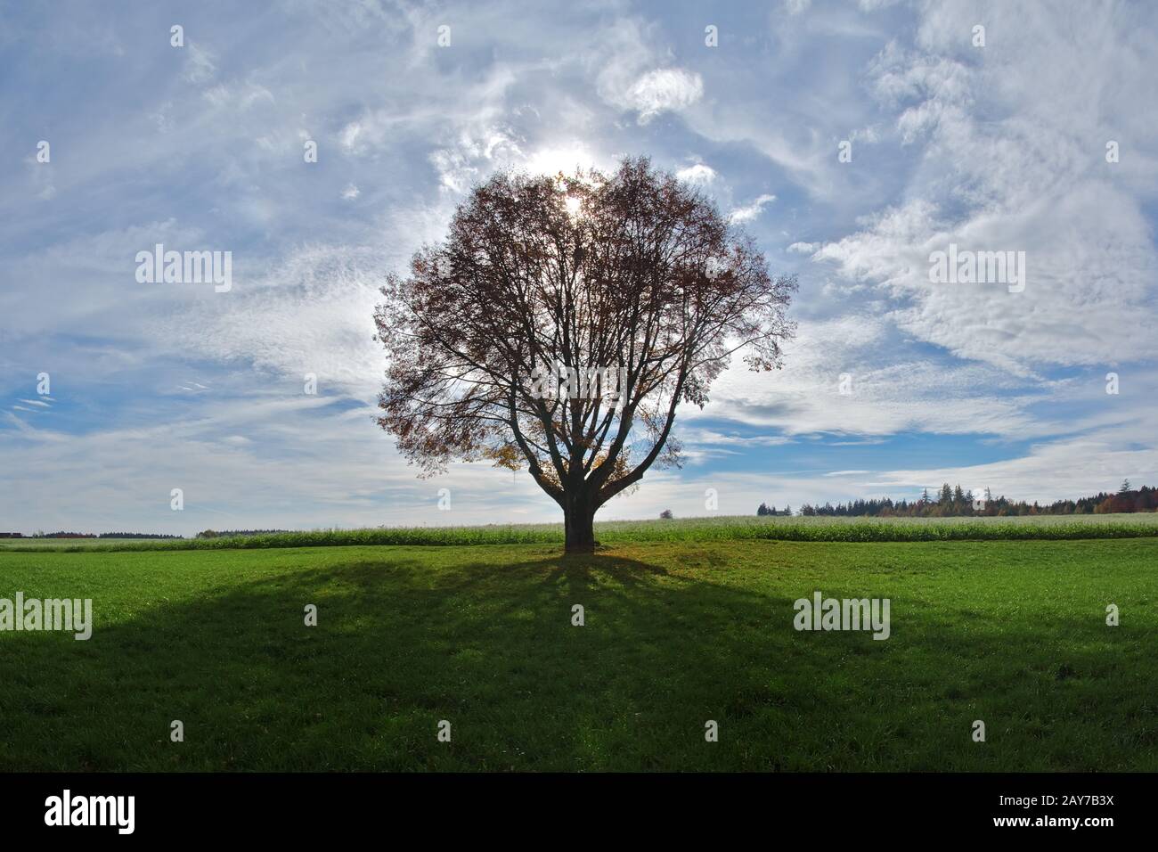 Single tree in the backlight Stock Photo - Alamy