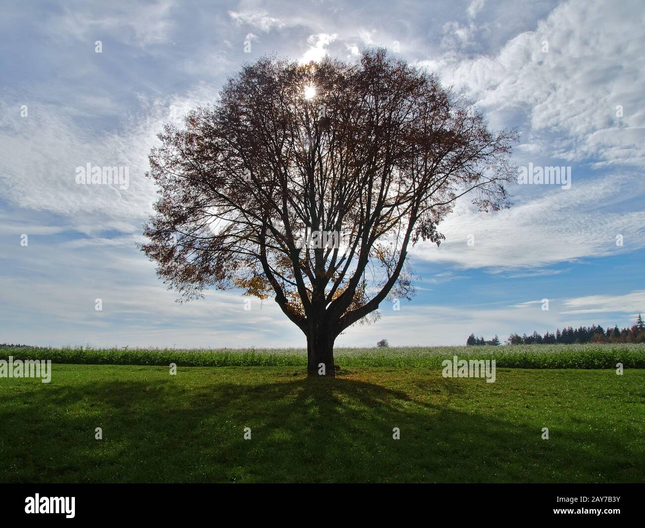 Single tree in the backlight Stock Photo - Alamy