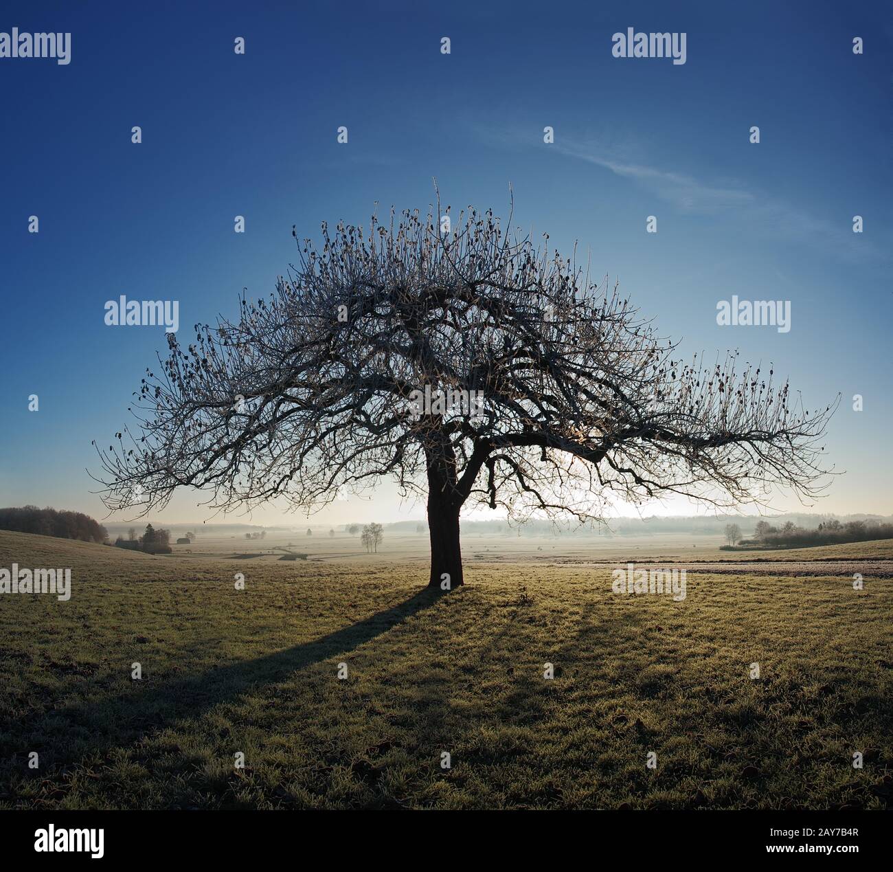 Bogenformige aste hi-res stock photography and images - Alamy