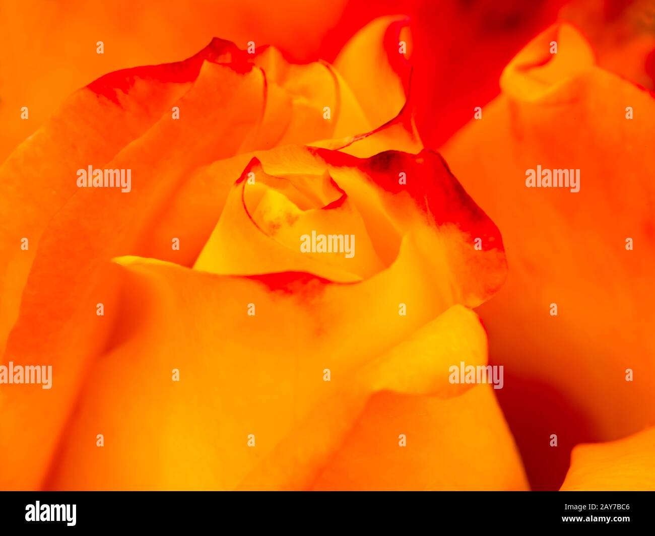 Rose texture hi-res stock photography and images - Alamy