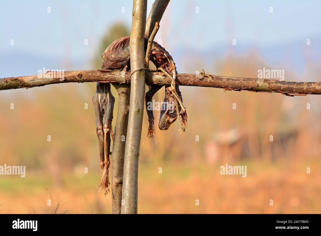 Dead wild birds hi-res stock photography and images - Alamy