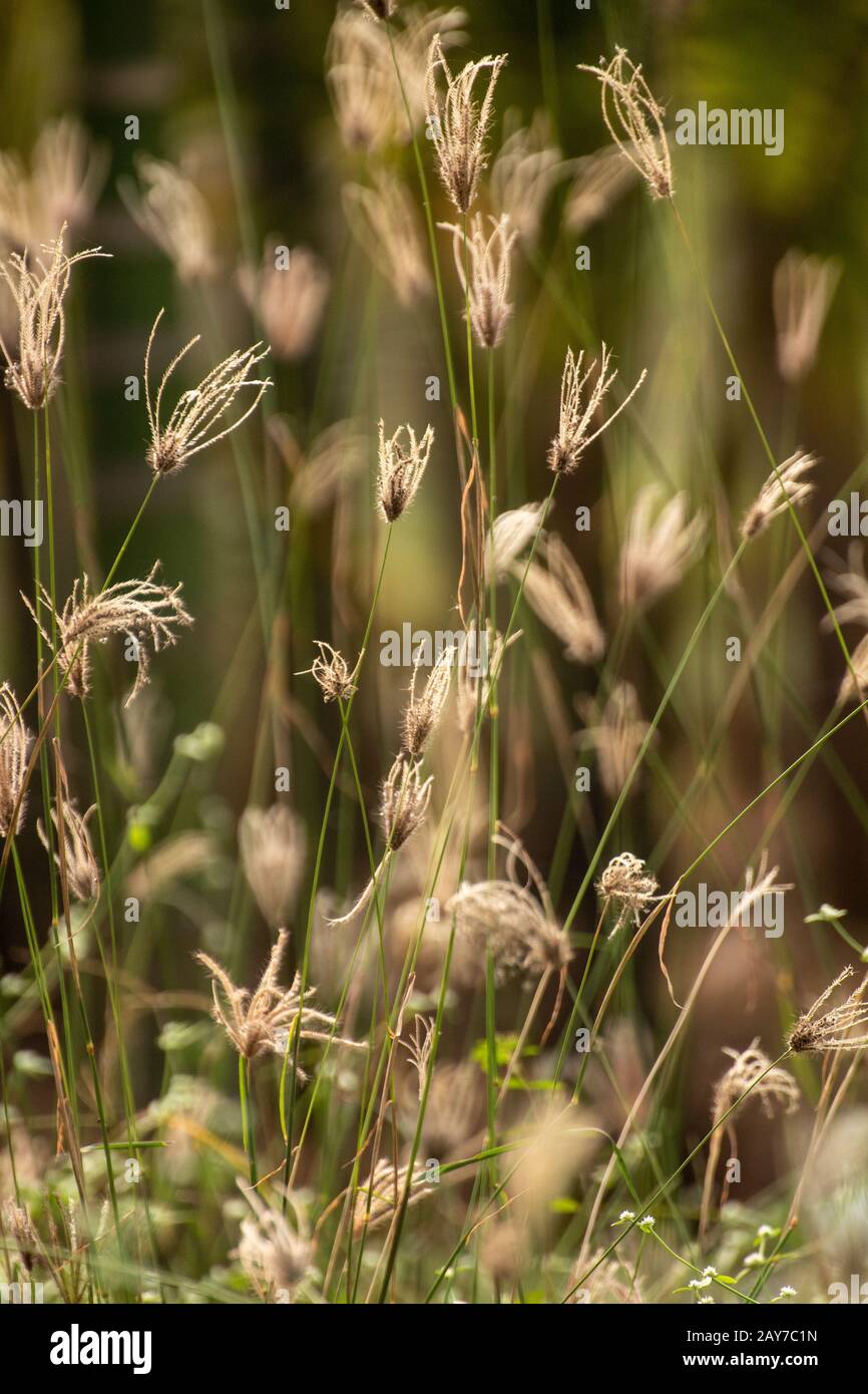 Beauty of grass Stock Photo - Alamy